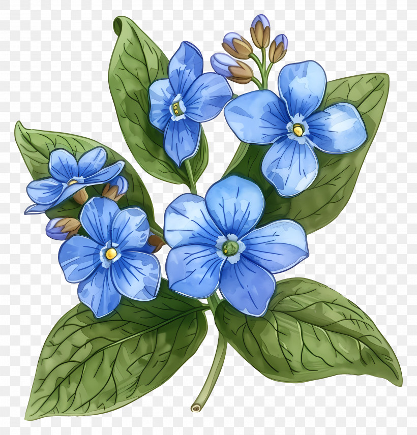 Forget Me Not Flower - Botanical Illustration Of Blue Flowers And ...
