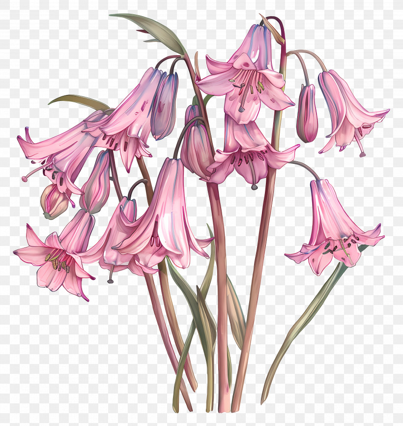 Pink Bluebells - Botanical Illustration Of Pink Bell Flowers, PNG ...