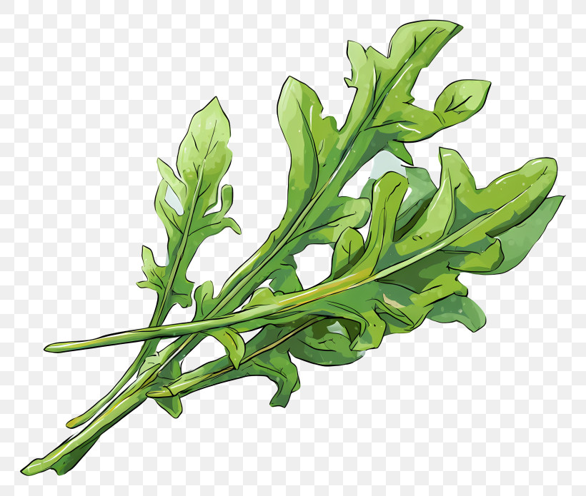 Arugula - Arugula Leaves Illustration, PNG, 3620x3072px, Arugula ...