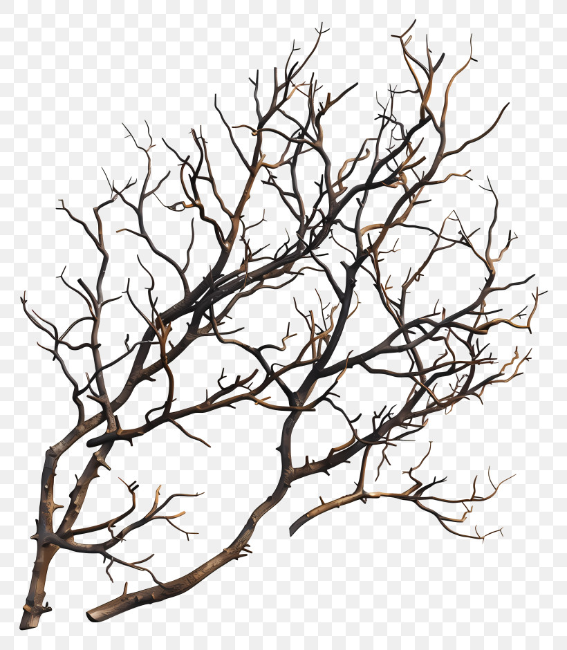 Bare Branches - Realistic Bare Tree Branches, PNG, 3580x4108px, Bare Branches, Bare Greenery ...