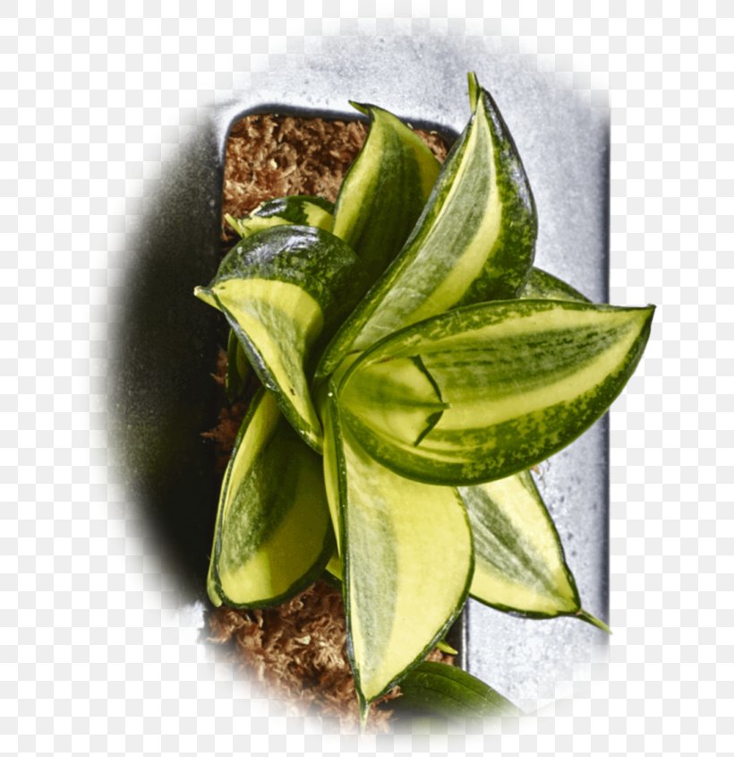 Viper's Bowstring Hemp Houseplant Embryophyta Flowerpot, PNG, 650x845px ...