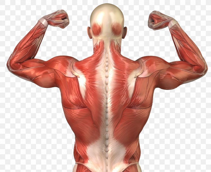 Human Body Skeletal Muscle Muscular System Anatomy PNG 1600x1307px 