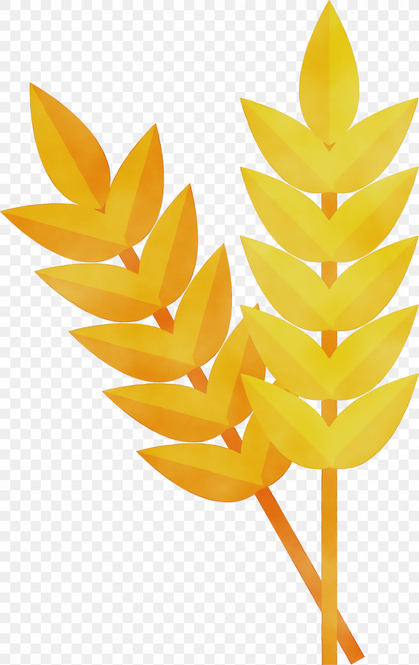 Leaf Yellow Biology Science Plant Structure PNG 1315x2088px 