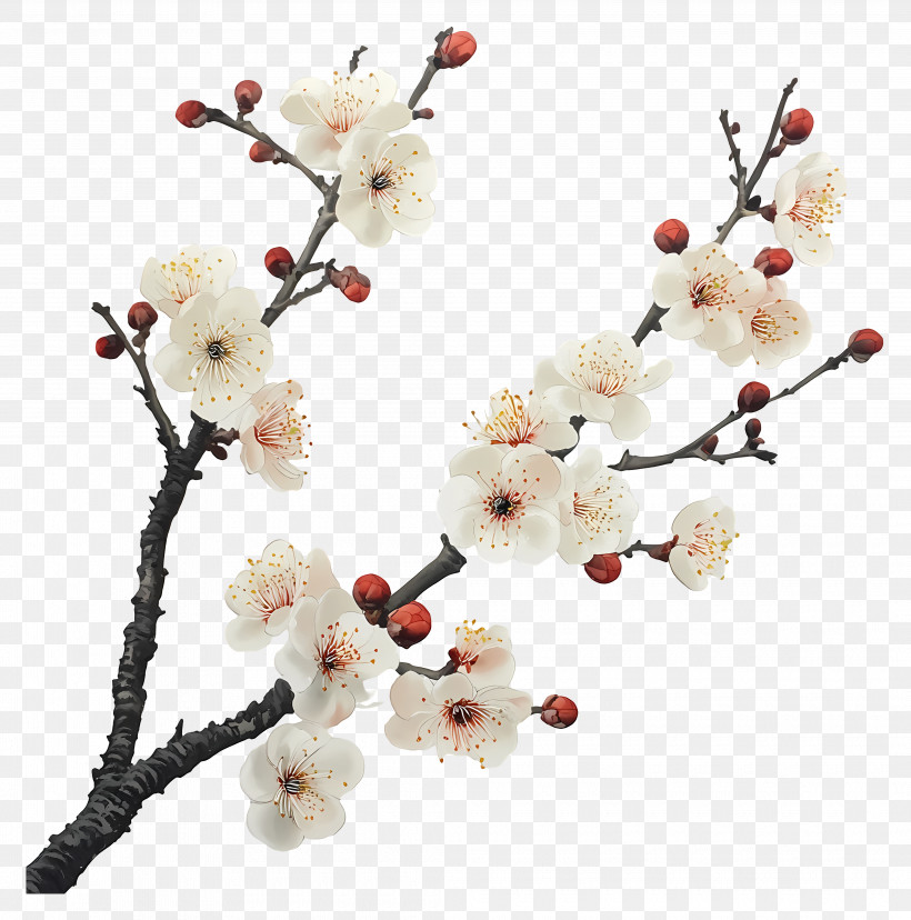 Plum Blossom - Sketch Of Flower Branch, PNG, 4180x4224px, Plum Blossom ...