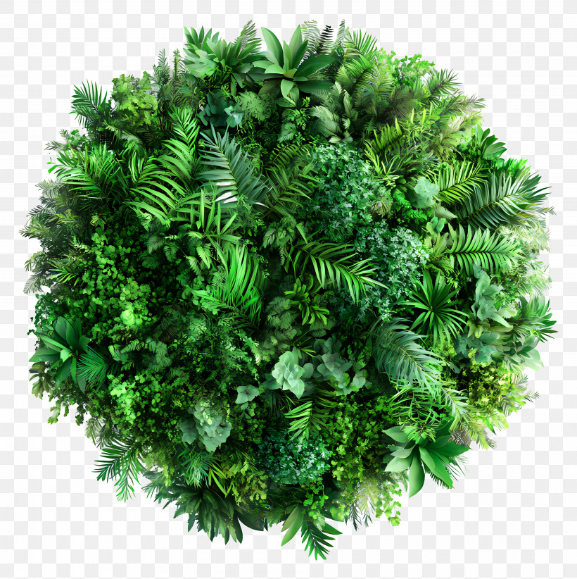 Vegetation Top View - Lush Green Foliage Circle, PNG, 3840x3852px ...