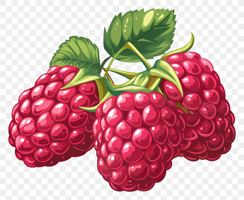 Raspberry - Illustration Of Vibrant Raspberries, PNG, 3680x3028px, Raspberry, Berry Illustration ...