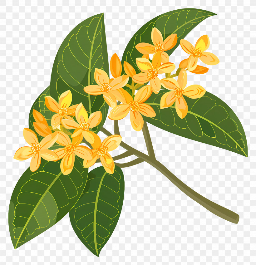 Osmanthus Flower - Yellow Flower Branch With Green Leaves, PNG ...