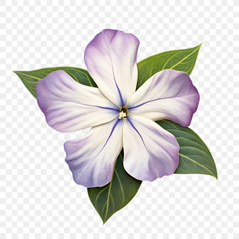 Vinca Flower - Purple And White Flower With Leaves, PNG, 4096x4096px ...