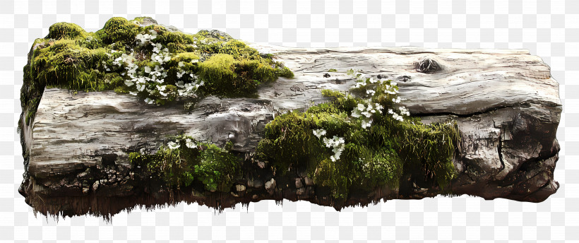 Mossy Logs - Mossy Log With Flowers, PNG, 4308x1812px, Mossy Logs ...