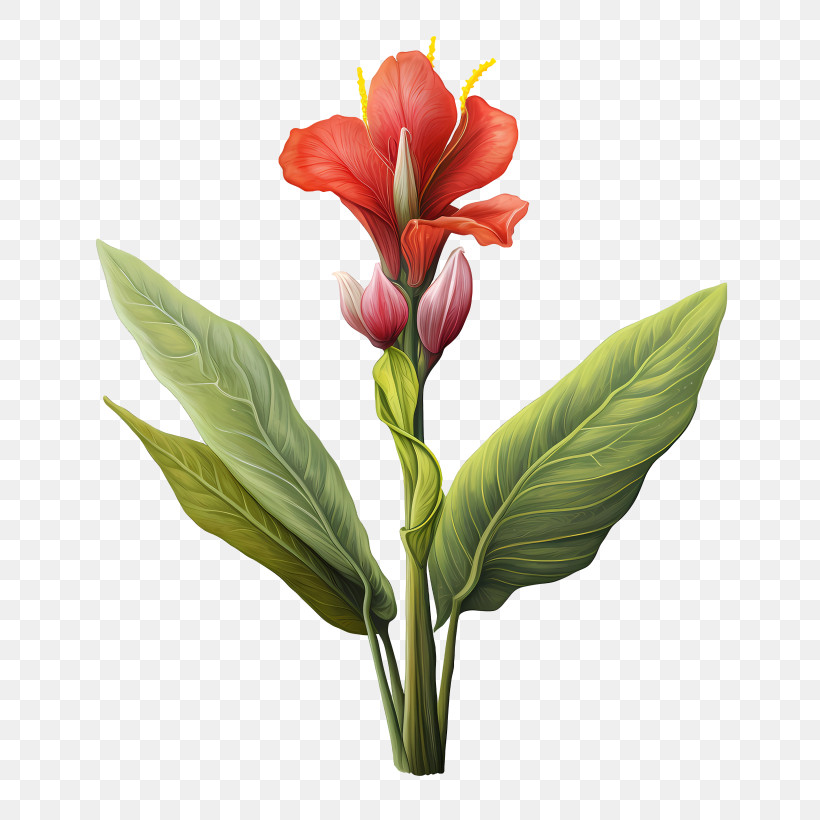 Canna Indica - Red Flower With Green Leaves Illustration, PNG ...