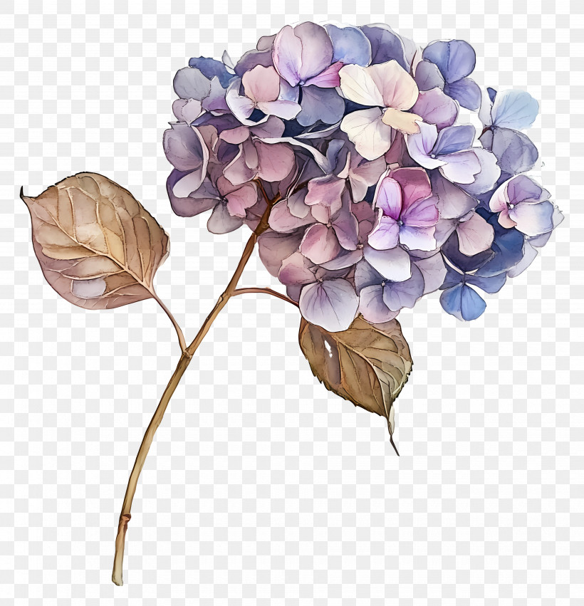 Dried Hydrangeas - Hydrangea Flower Branch Watercolor Illustration, PNG ...