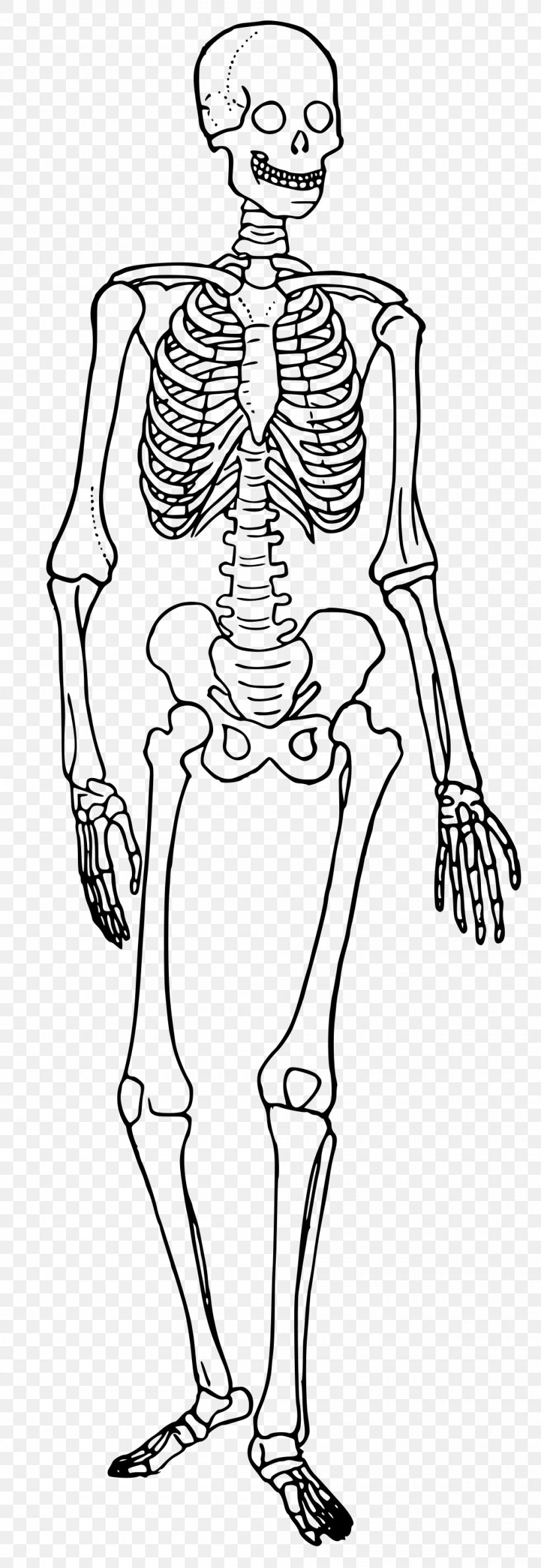 Skeletan System Drawing Sistem Tubuh Manusia Anatomi Tubuh Tubuh Riset