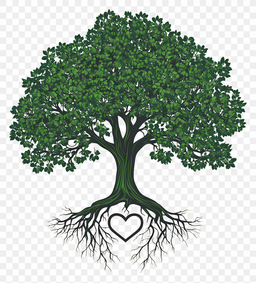 Oak Tree With Roots - Tree With Heart-Shaped Roots, PNG, 3408x3760px ...