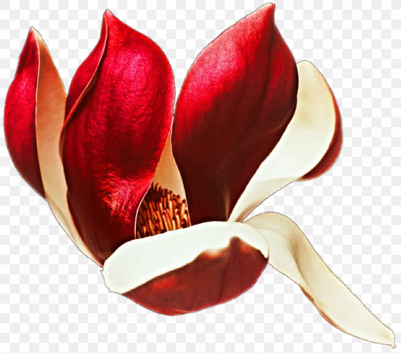 Candy Cane Chinese Magnolia Flowering Plant Magnolia Liliiflora, PNG ...