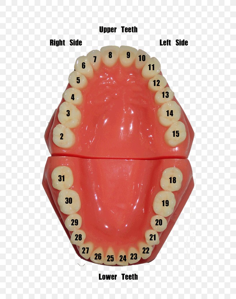 Human Tooth Dentistry Number Gums PNG 586x1038px Human Tooth Chart
