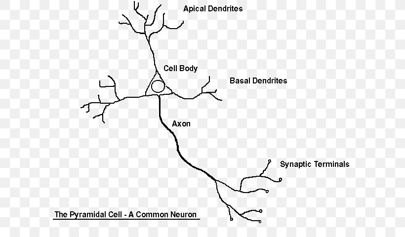 Nervous System Neuron Synapse Cell Worksheet PNG 638x480px 