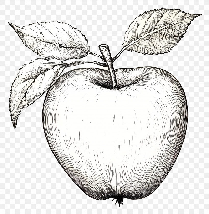 Apple Lineart - Realistic Apple Pencil Sketch With Leaves, PNG ...