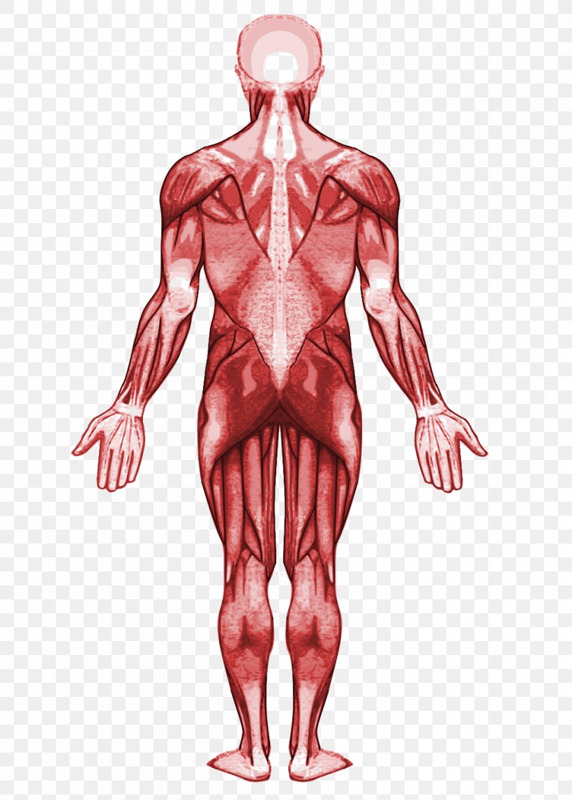Muscular Anatomy Muscular Anatomy
