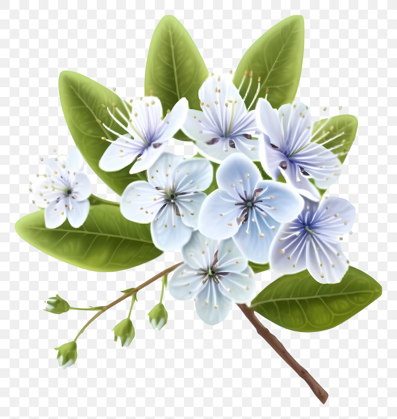 Elegant Myrtle Flower - White Cherry Blossoms On Branch, PNG ...