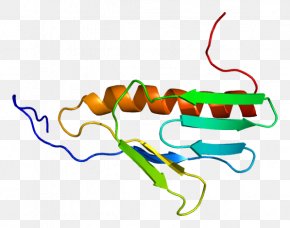 Ribosome PNG Images, Download free Ribosome Transparent PNGs