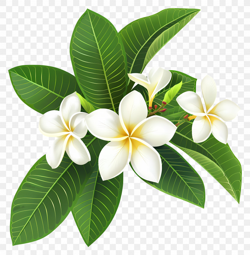 Frangipani Flower - Tropical Flowers And Green Leaves Illustration, PNG ...