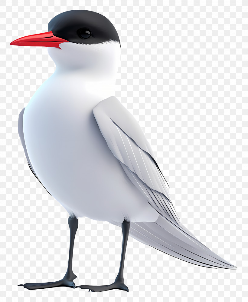 Arctic Tern - White Bird With Red Beak, PNG, 3168x3852px, Arctic Tern ...