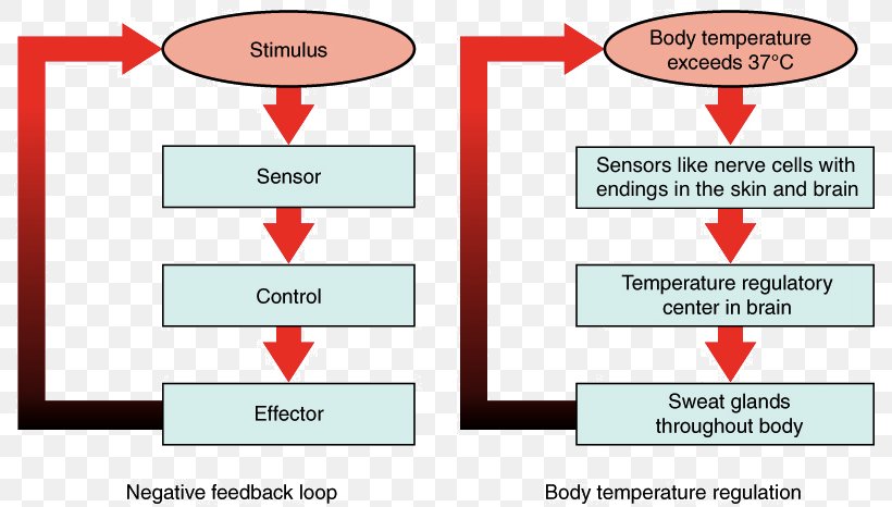 What Is Positive Feedback In Anatomy Anatomical Charts Posters