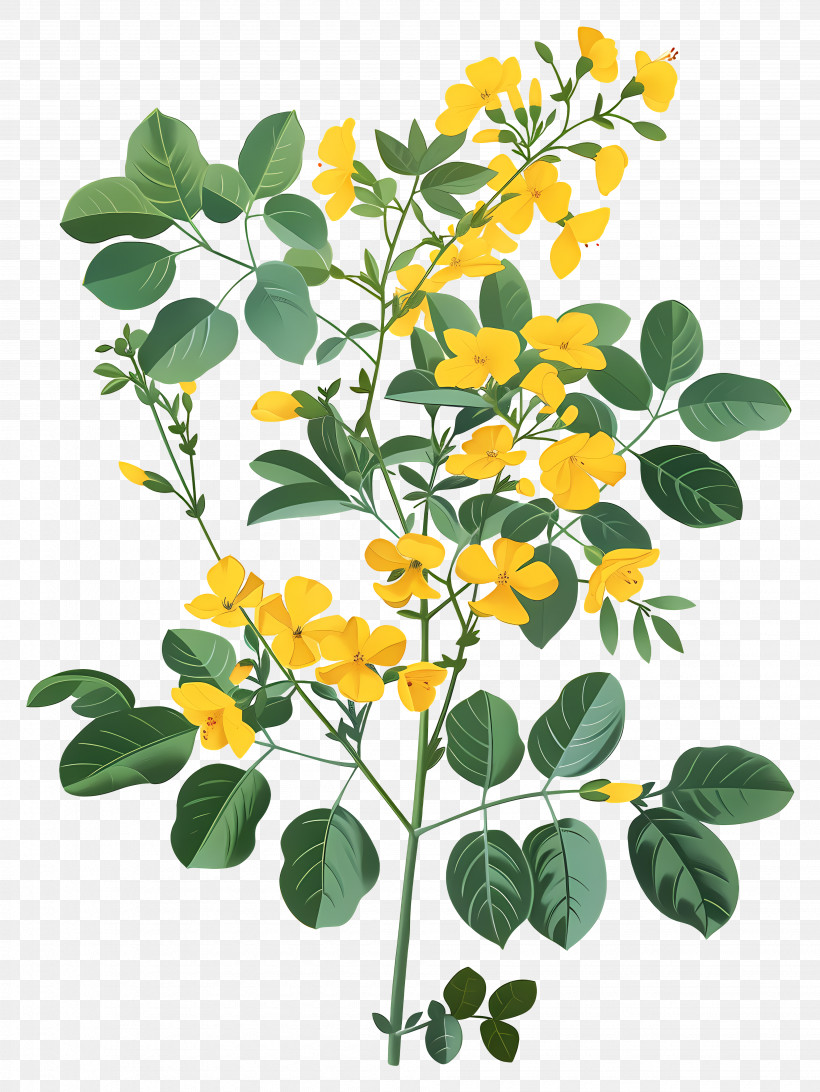 Siberian Pea Tree - Yellow Flowering Plant, PNG, 3904x5200px, Siberian ...