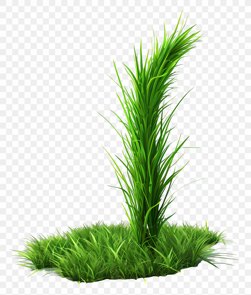 Grass Plant - Single Tall Grass Plant In Green Patch, PNG, 3360x3948px ...