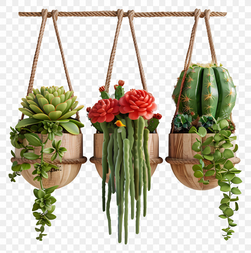 Hanging Cactus - Hanging Succulent Plants, PNG, 3648x3684px, Hanging ...