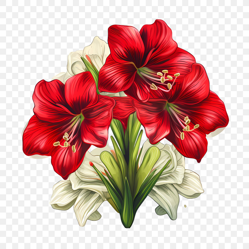 Amaryllis Flower - Vivid Red Amaryllis Botanical Illustration, PNG ...
