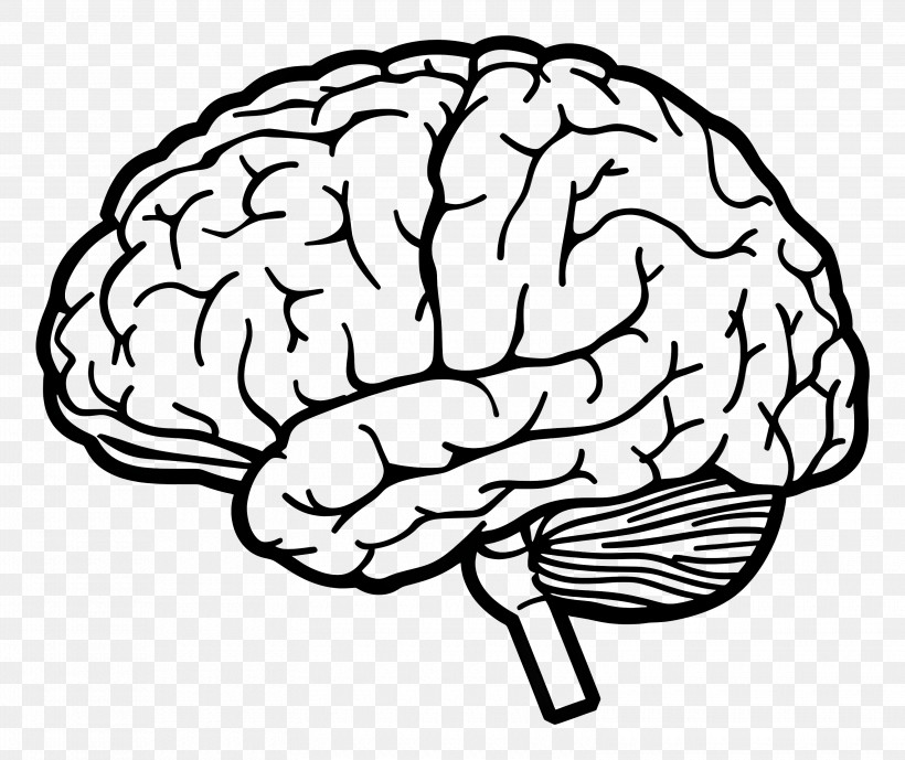 Brain Outline - Simple Black And White Brain Outline Drawing, PNG ...