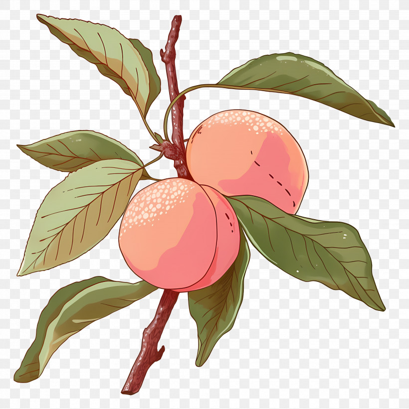 Peach Branch - Peaches On Tree Branch Illustration, PNG, 3708x3716px ...