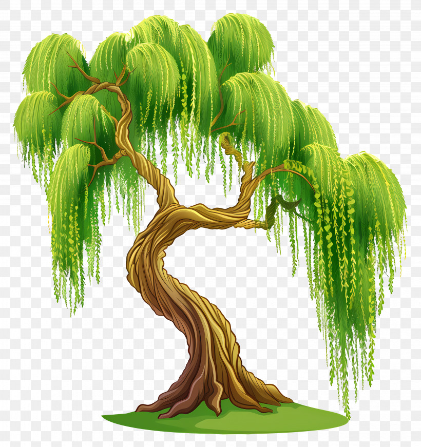 Weeping Willow - Graceful Willow Tree With Twisted Trunk, PNG ...