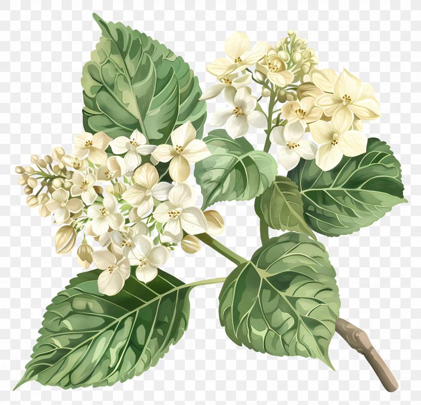 Hydrangea Quercifolia Pee Wee - Hydrangea Branch With White Flowers ...