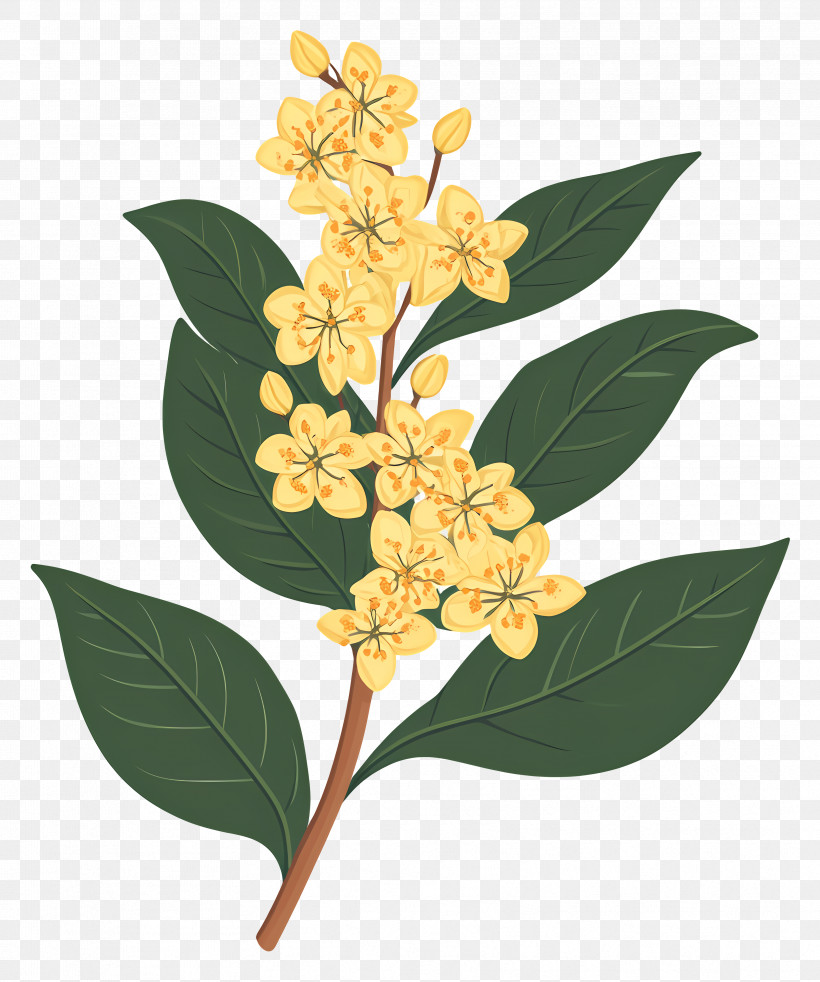 Osmanthus Flower - Yellow Flower And Leaves Botanical Illustration, PNG ...