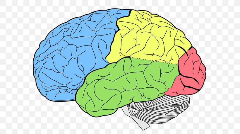 Lobes Of The Brain Human Brain Temporal Lobe Parietal Lobe, PNG ...