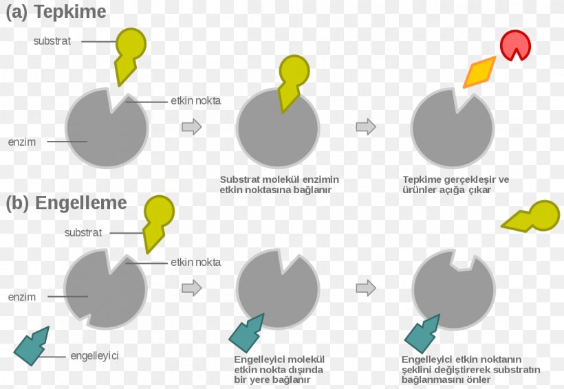 Non competitive Inhibition Enzyme Inhibitor Mixed Inhibition PNG