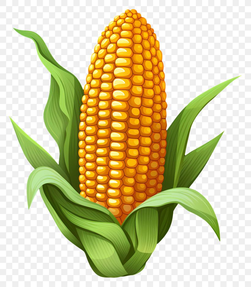 Doodle Style Corn - Fresh Corn On The Cob Illustration, PNG ...