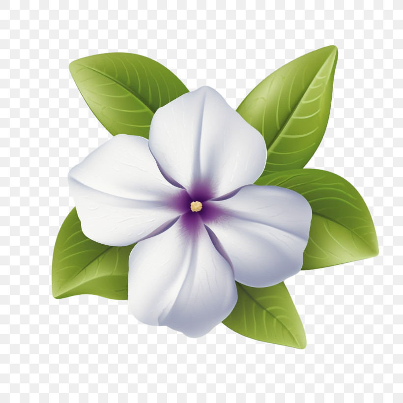 Vinca Flower - White Flower And Fresh Green Leaves, PNG, 4096x4096px ...
