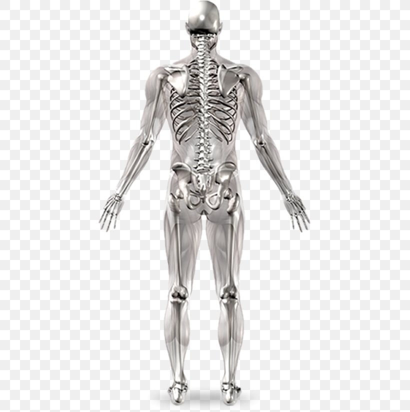 Human Skeleton Joint Anatomy Human Body PNG 426x824px Human Skeleton 