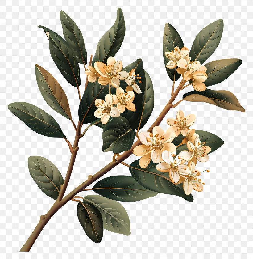 Osmanthus Flowers - Branch With Flowers And Leaves, PNG, 4080x4172px ...