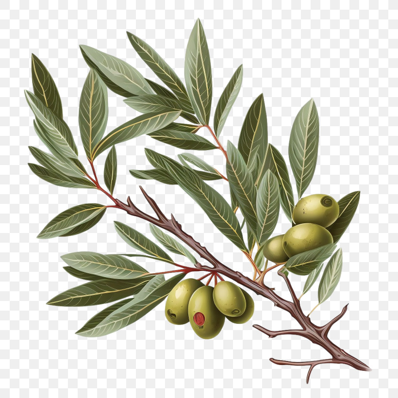 Olive Twig - Detailed Olive Tree Branch With Fruits And Leaves, PNG ...