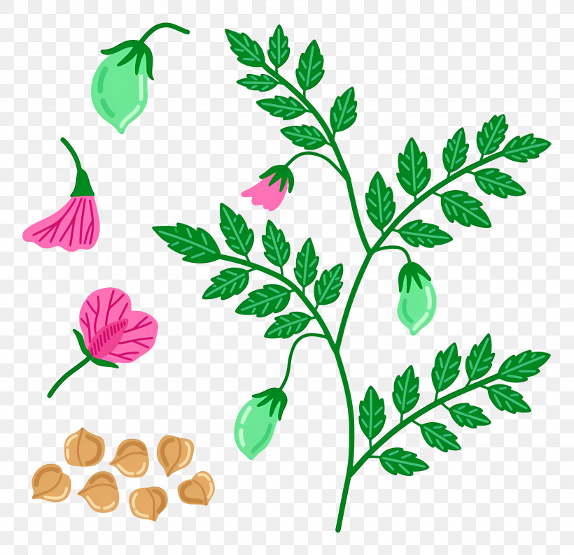 Chickpea Beans - Chickpea Plant Illustration With Seeds, PNG ...