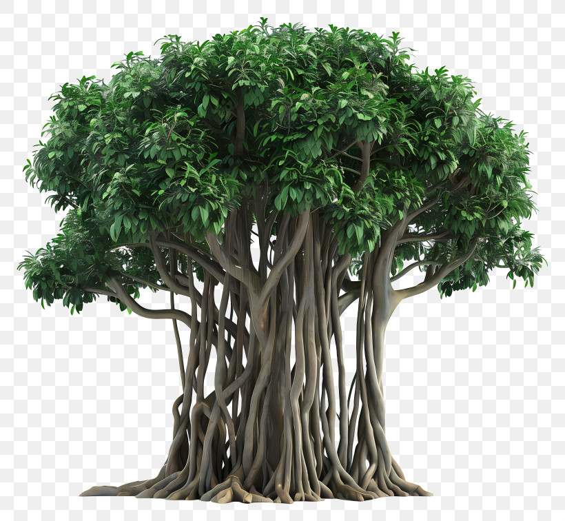3d Tree - Dense Banyan Tree With Branches And Roots, PNG, 4100x3780px ...