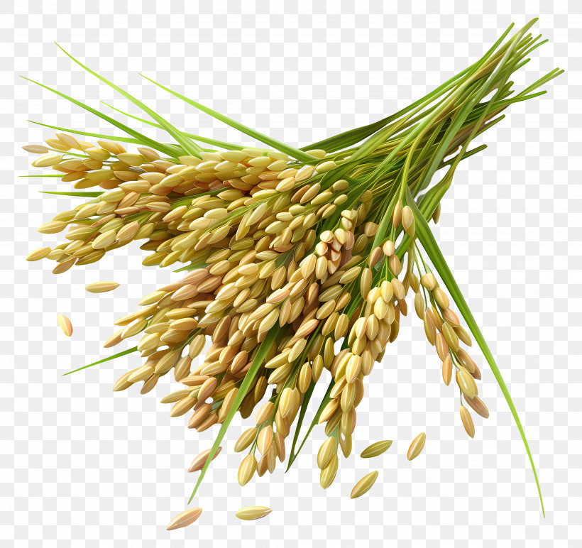 Rice Grains - Bundle Of Harvested Rice Grains, PNG, 4116x3880px, Rice ...