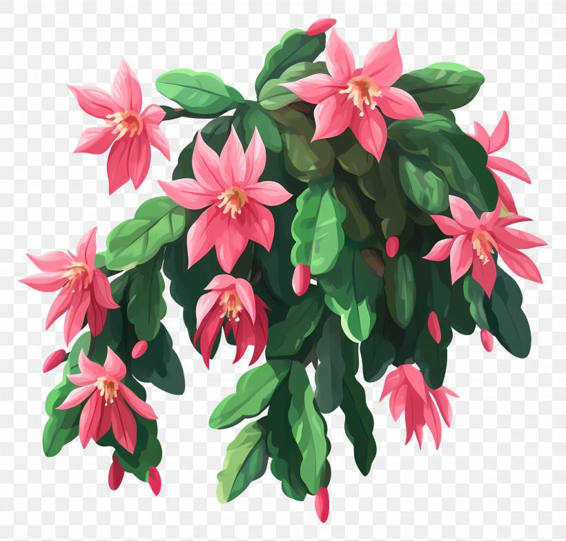 Christmas Cactus - Pink Flowers With Green Leaves, PNG, 3908x3732px, Christmas Cactus, Bloom ...